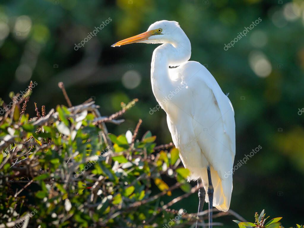 Difundido en la mayoría de las regiones tropicales y templadas más ...