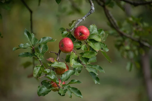 Red apples on the apple tree branch in the autumn orchard - Stock Image - Everypixel