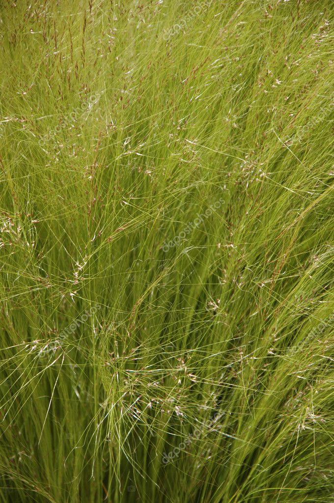 Natural Texture Wild Grasses Summer — Stock Photo © Therealdarla #62268131