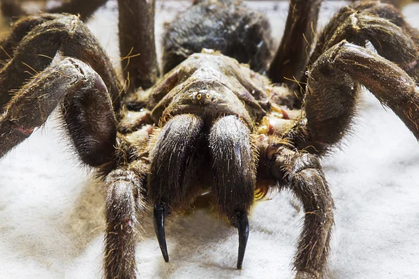 Velký pavouk stock fotografie, royalty free Velký pavouk obrázky ...