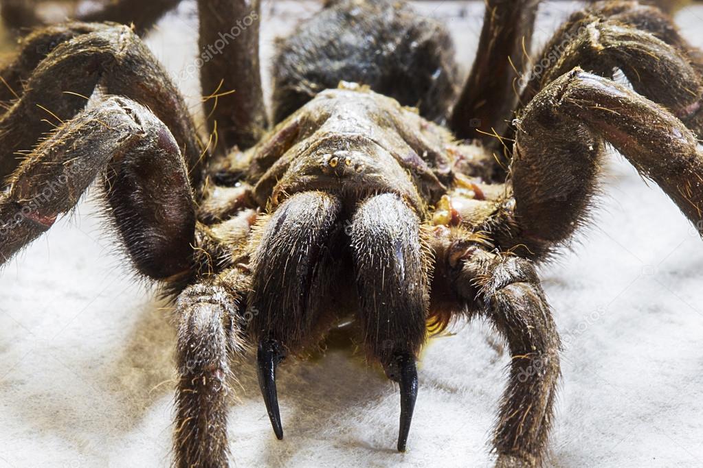Tarantula Spider Face