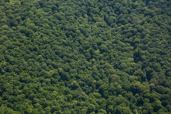 Forest from above Stock Photos, Royalty Free Forest from above Images ...