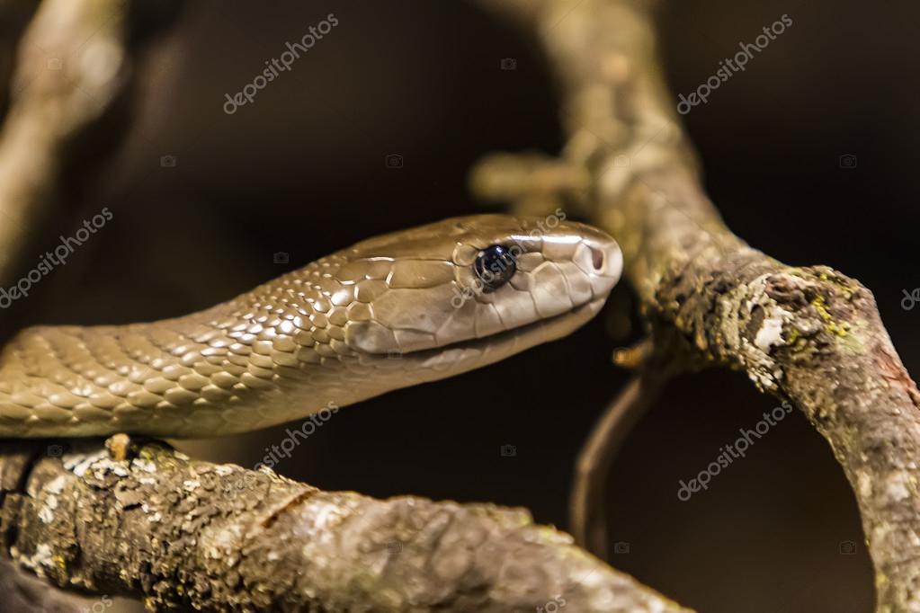 Head of the black mamba — Stock Photo © boggy22 #110908746