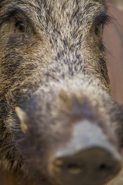 1,191 Wild boar running Stock Photos | Free & Royalty-free Wild boar ...