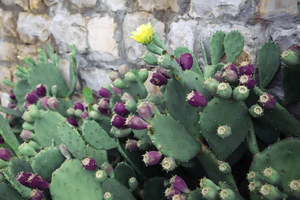 Mediterranean cactus Stock Photos, Royalty Free Mediterranean cactus ...