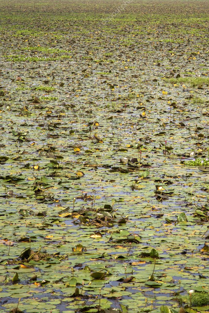 Backwaters in Kerala, India. Stock Photo by ©boggy22 95181330