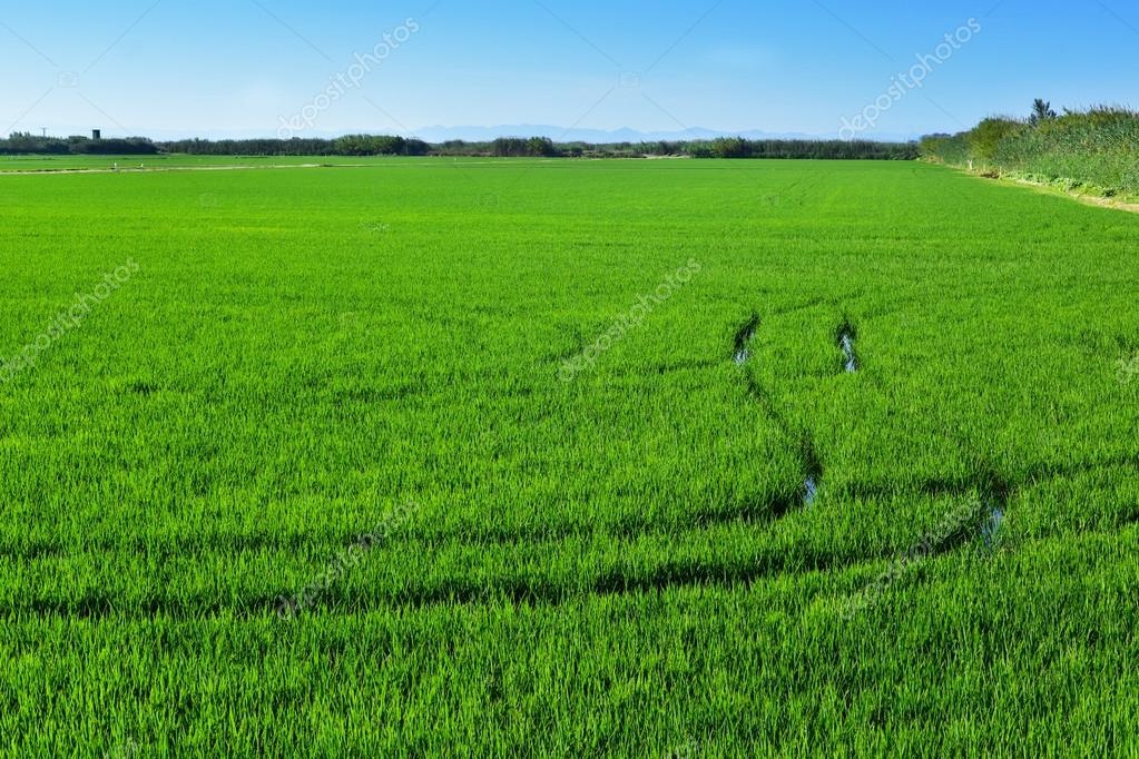 Paddy field in the Albufera in Valencia, Spain — Stock Photo © nito103 ...
