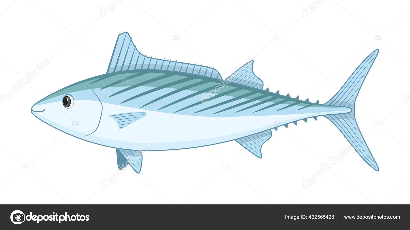 Atlantic Bonito Fish White Background Cartoon Style Vector Illustration ...