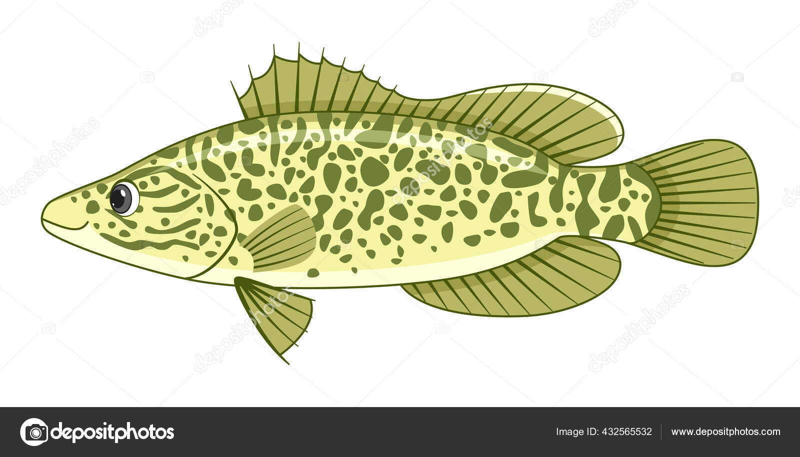 Murray Cod Fish White Background Cartoon Style Vector Illustration ...