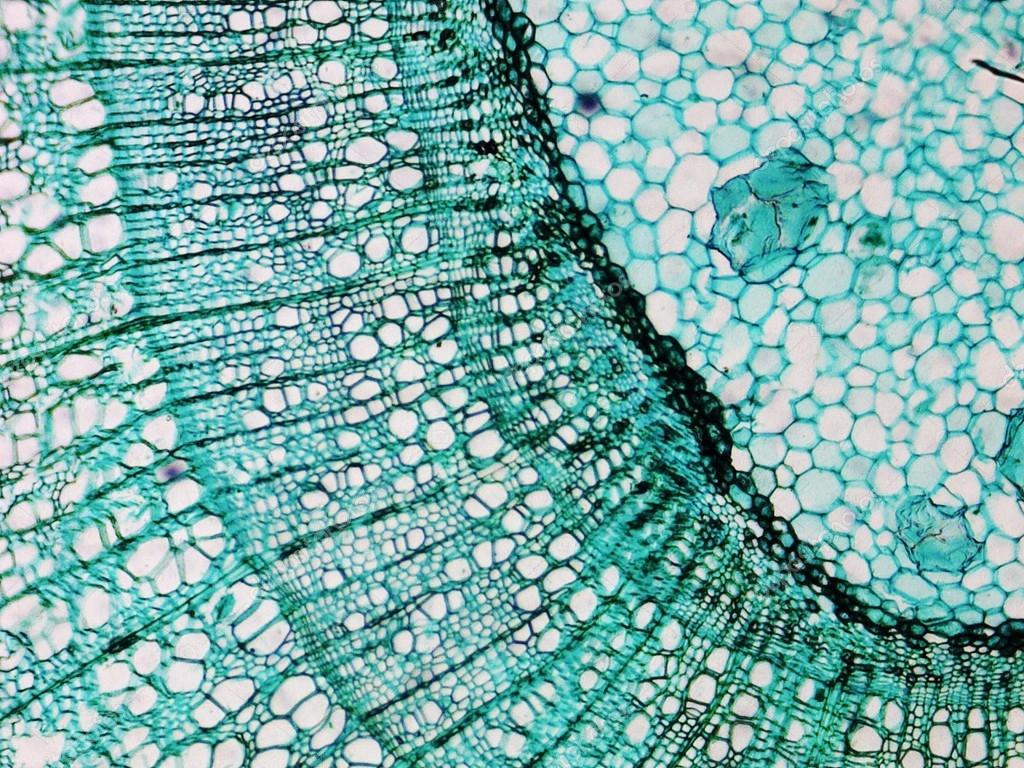 Pine Wood micrograph — Stock Photo © claudiodivizia #53433723