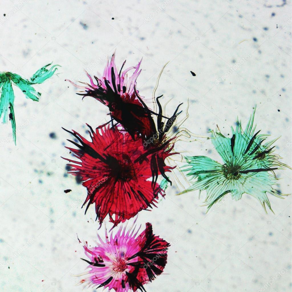 Apple micrograph — Stock Photo © claudiodivizia #53882509