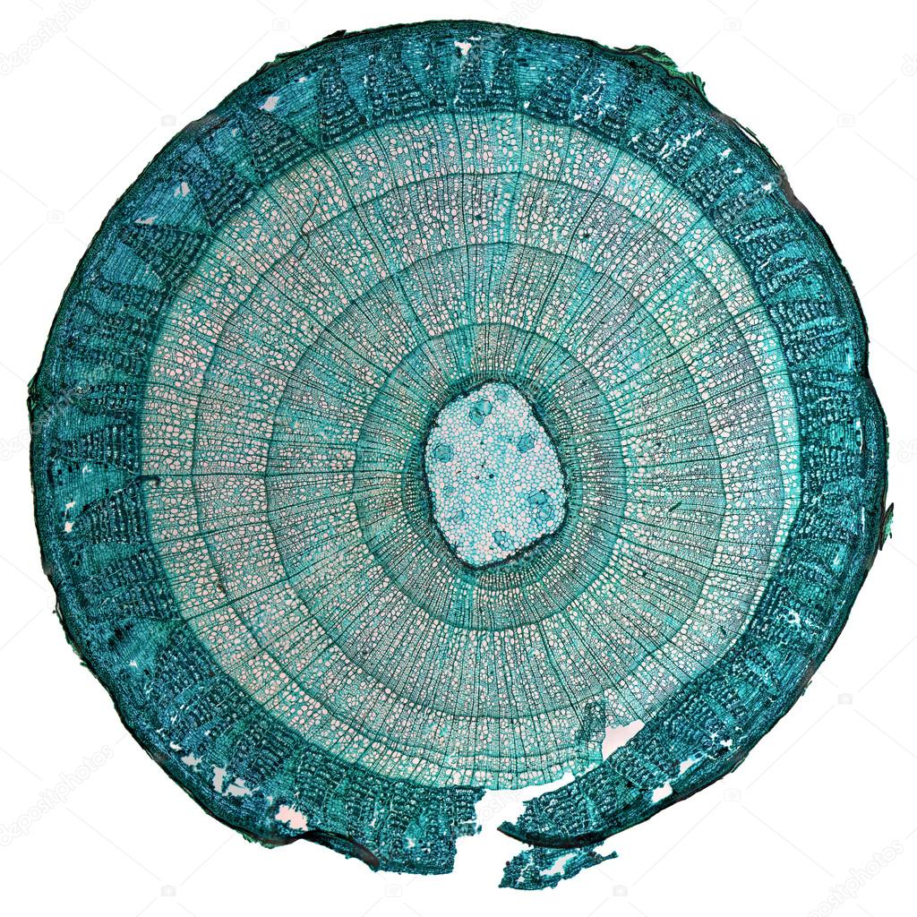 Tilia stem micrograph Stock Photo by ©claudiodivizia 57763571 Tilia stem micrograph Stock Photo by ©claudiodivizia 57763571