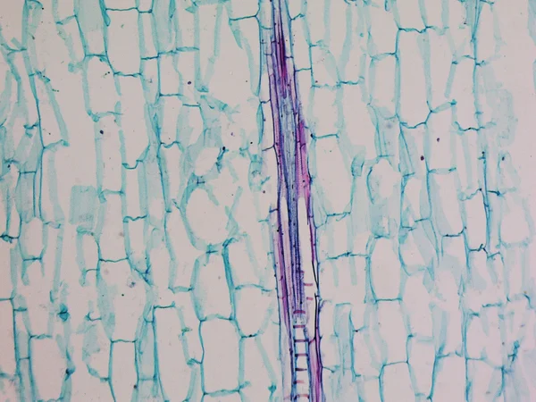 Corn cells Images - Search Images on Everypixel