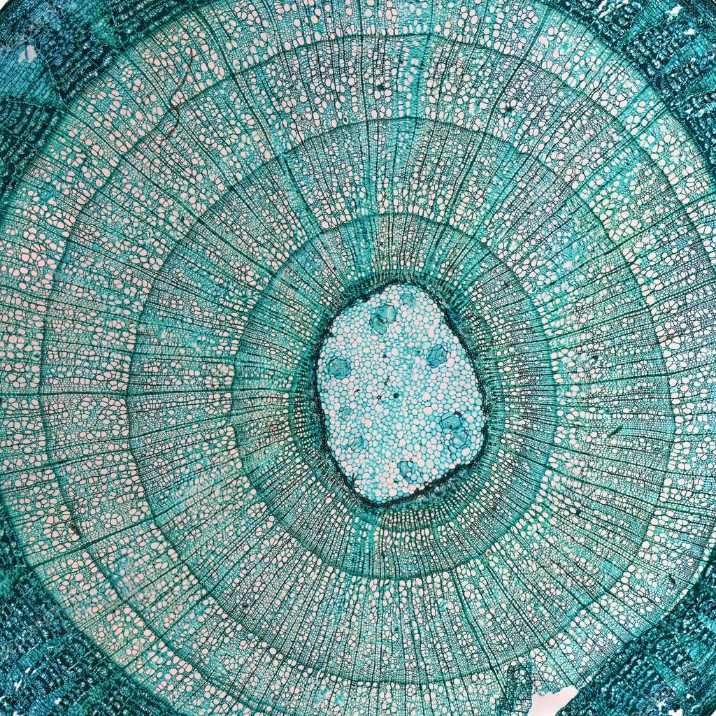 Tilia stem micrograph — Stock Photo © claudiodivizia #59388245 Tilia stem micrograph — Stock Photo © claudiodivizia #59388245