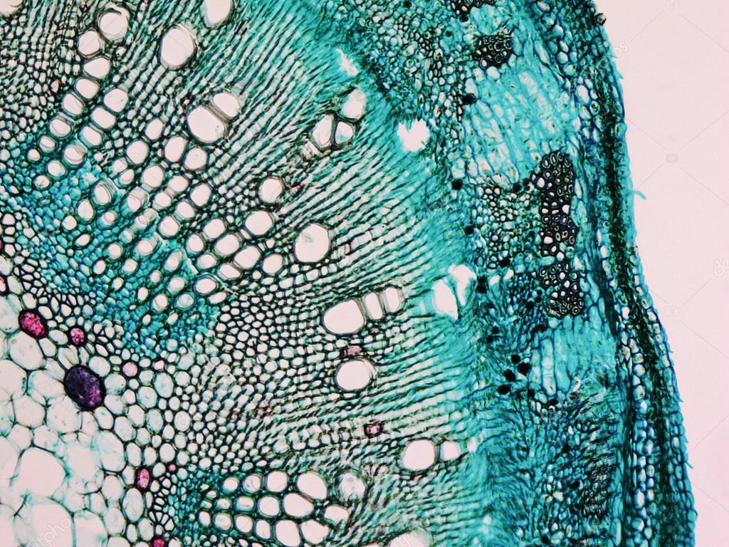 Cotton stem micrograph — Stock Photo © claudiodivizia #60279327