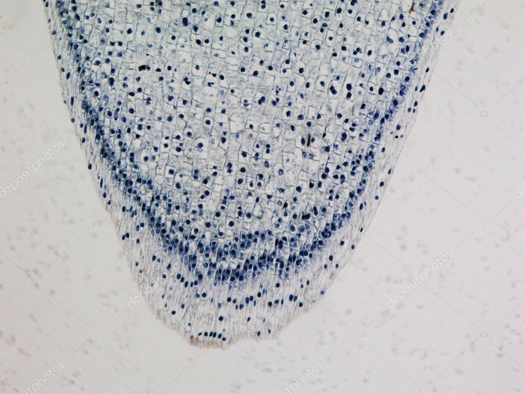 Micrografía de punta de raíz de maíz — Fotos de Stock © claudiodivizia ...