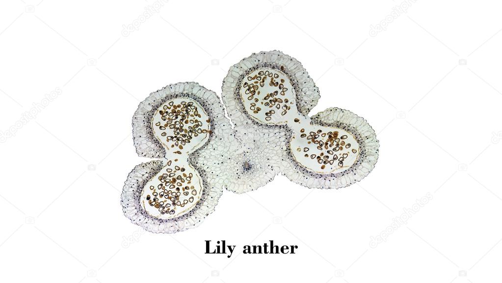 Lily anther micrograph ⬇ Stock Photo, Image by © claudiodivizia #61357835 Lily anther micrograph ⬇ Stock Photo, Image by © claudiodivizia #61357835