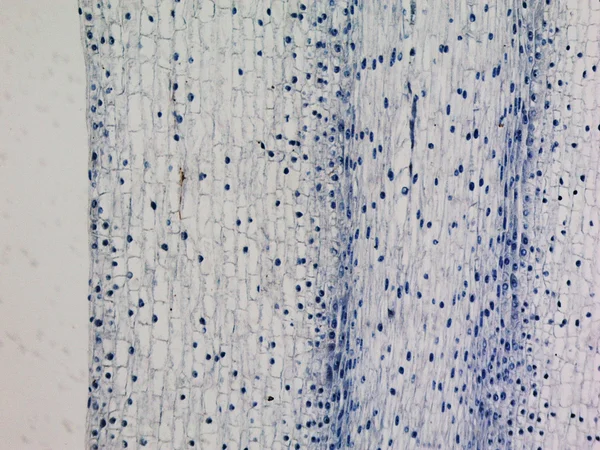 Corn root tip micrograph - Stock Image - Everypixel