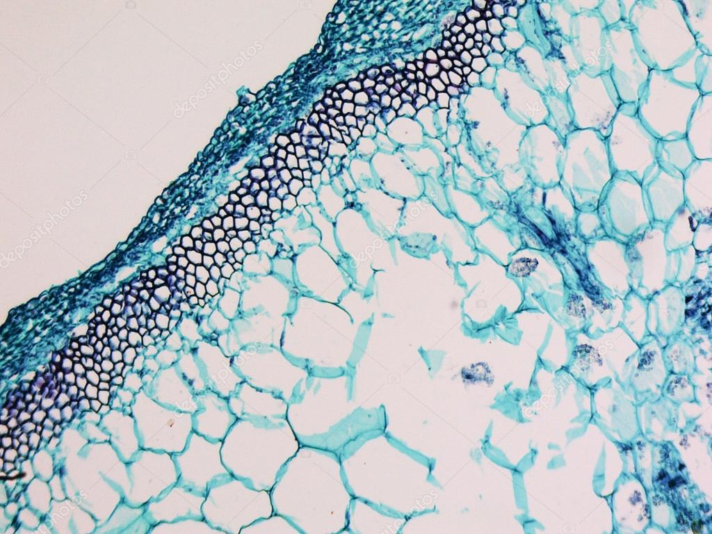 Cucurbita stem micrograph Stock Photo by ©claudiodivizia 61375965