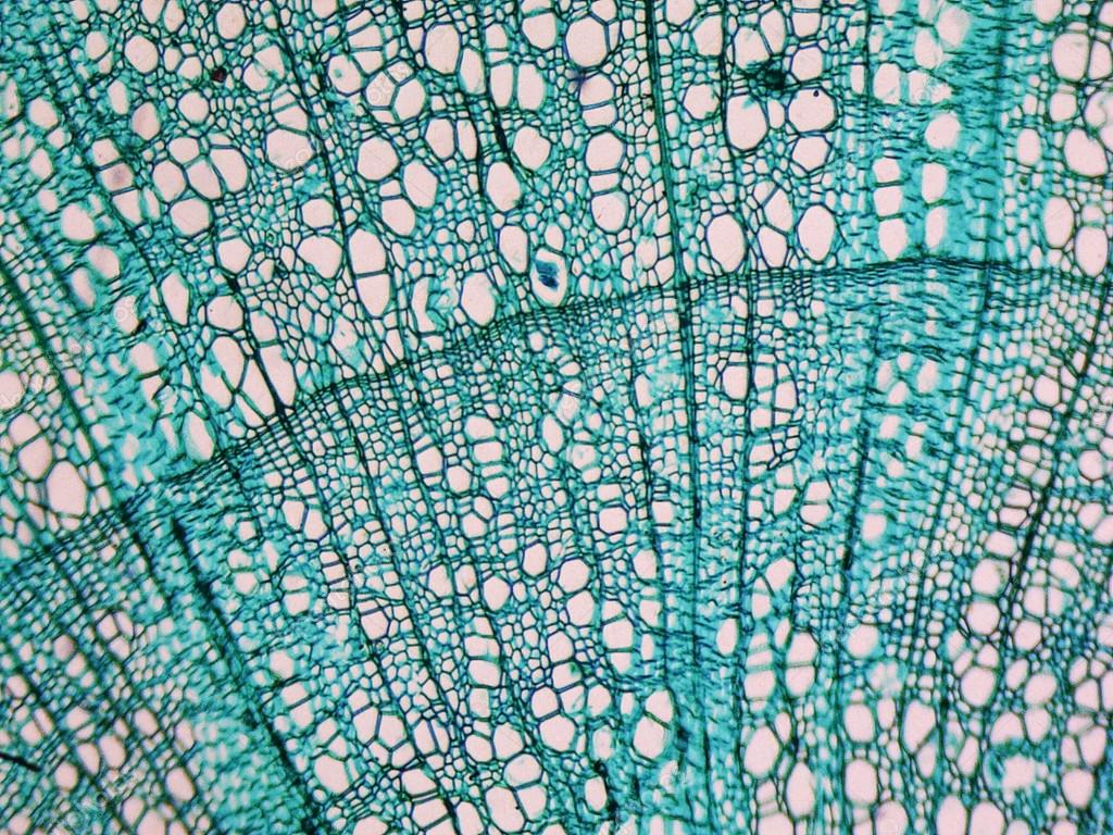 Tilia stem micrograph — Stock Photo © claudiodivizia #61441779 Tilia stem micrograph — Stock Photo © claudiodivizia #61441779