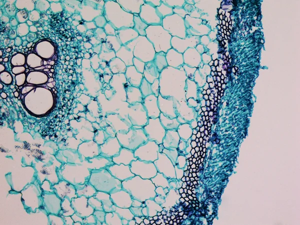 Cucurbita stem micrograph Stock Photo by ©claudiodivizia 61367987