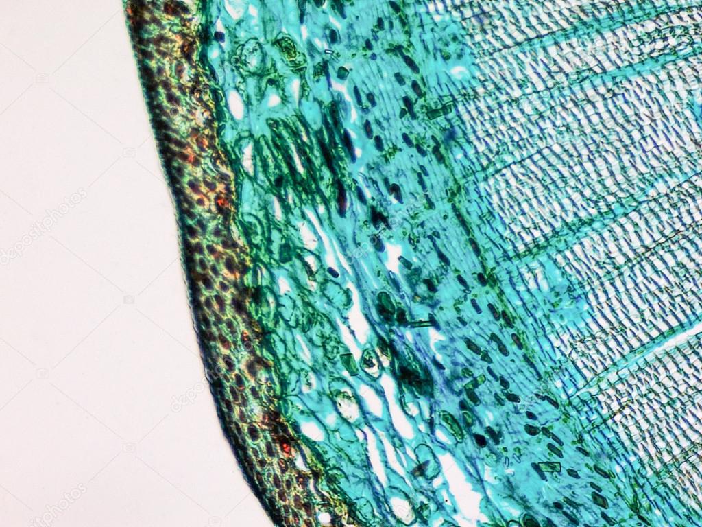 Pine Wood micrograph — Stock Photo © claudiodivizia #62362381