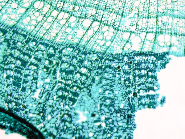 Tilia stem micrograph Stock Photo by ©claudiodivizia 57763571 Tilia stem micrograph Stock Photo by ©claudiodivizia 57763571