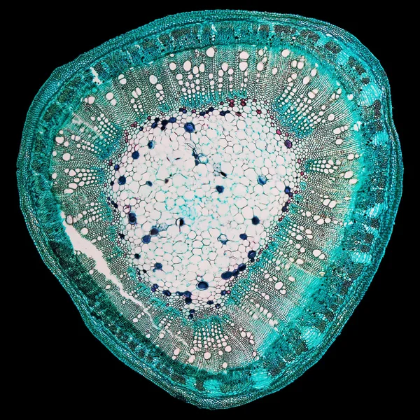 Fotos de Micrografia de luz, Imagens de Micrografia de luz sem ...