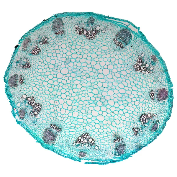 Fotos de Micrografia de luz, Imagens de Micrografia de luz sem ...