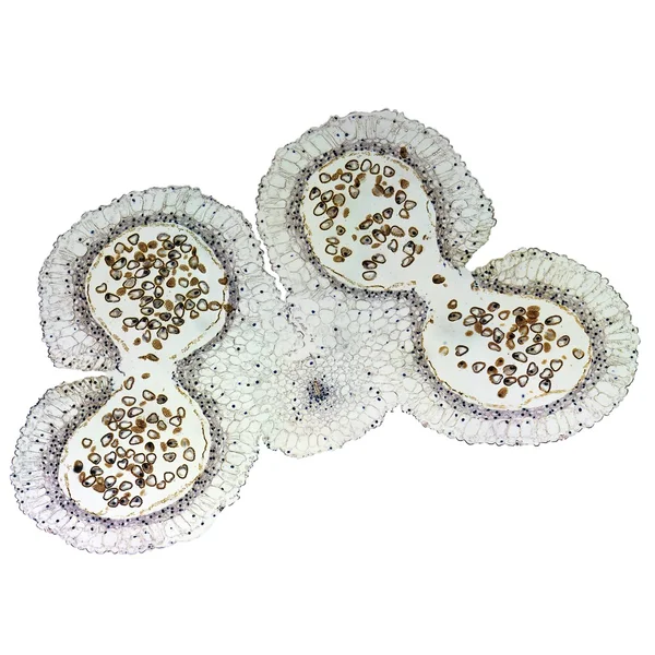 Lily anther micrograph ⬇ Stock Photo, Image by © claudiodivizia #61357835 Lily anther micrograph ⬇ Stock Photo, Image by © claudiodivizia #61357835