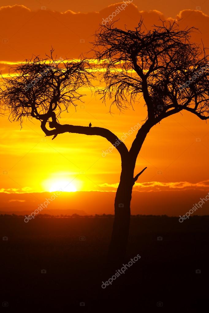 Beautiful African sunset — Stock Photo © ivanmateev #62110297