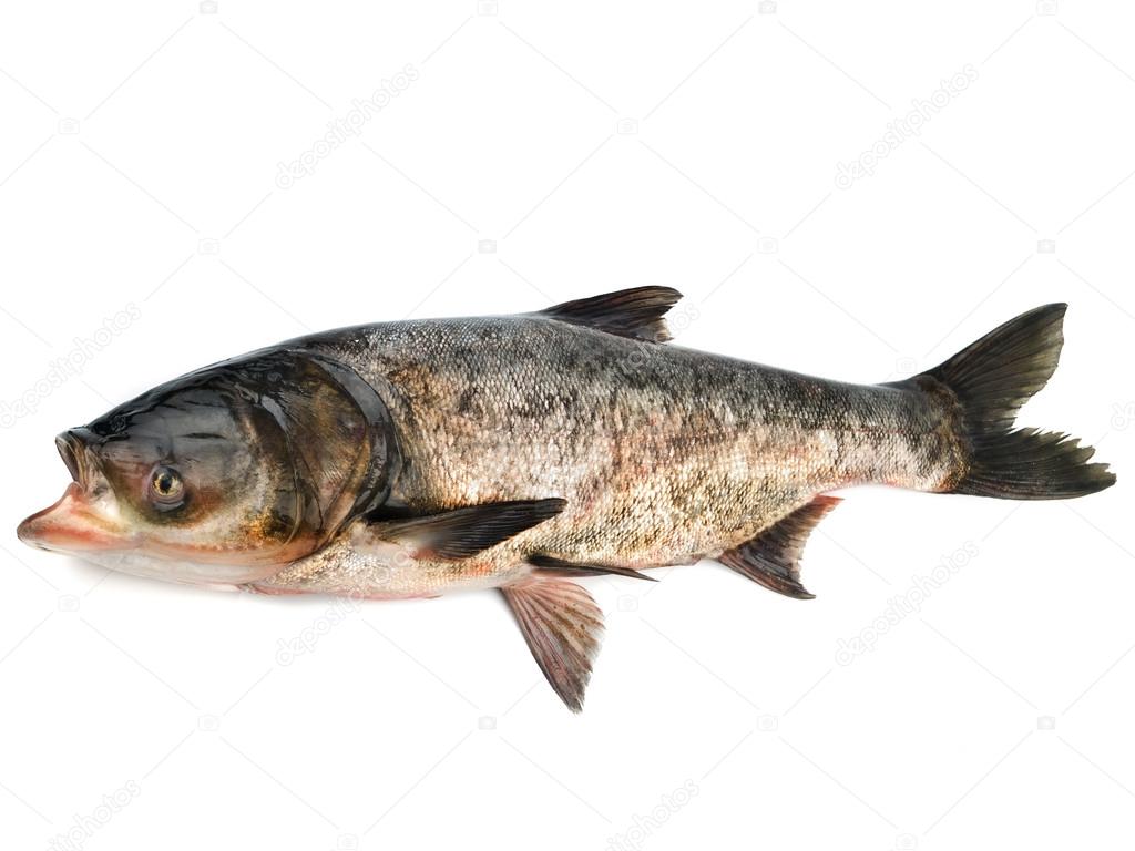 Bighead carp on white — Stock Photo © ivanmateev #62195027