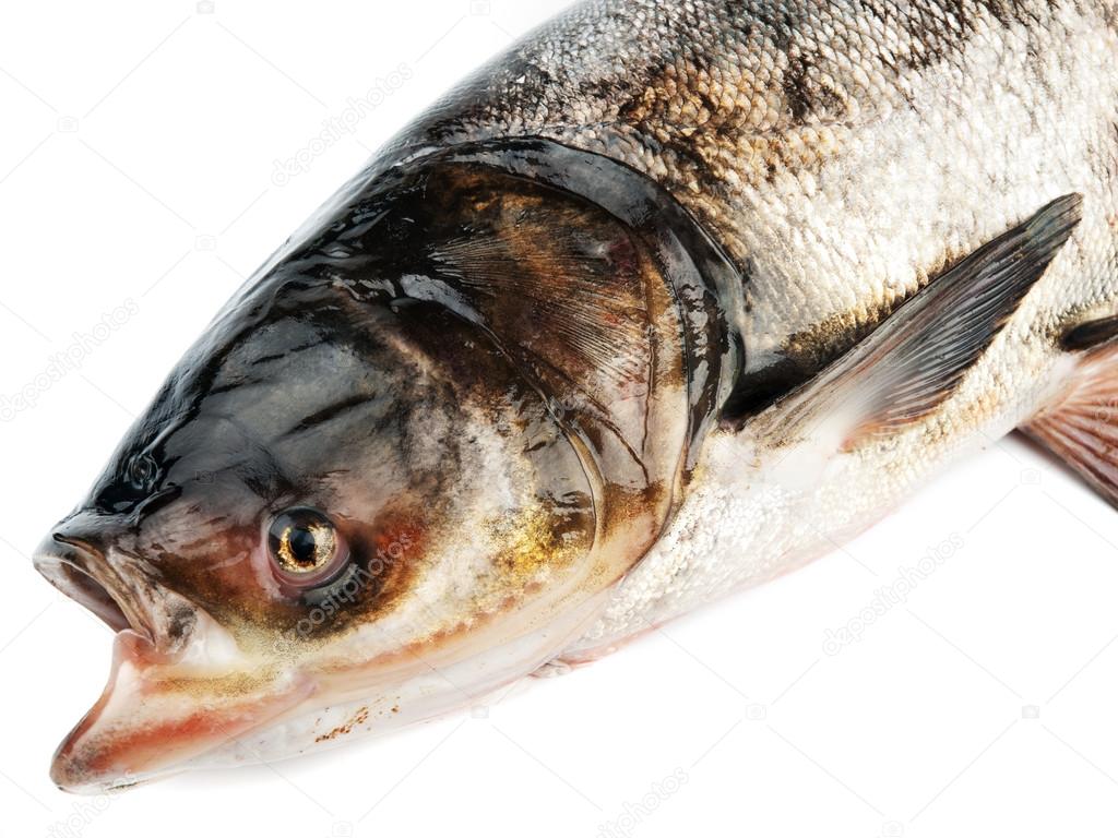 Bighead carp on white Stock Photo by ©ivanmateev 62200683