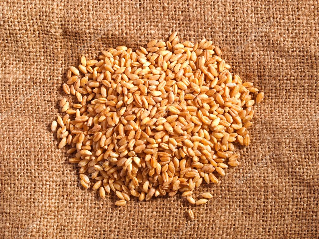 Primer plano de granos de trigo — Fotos de Stock © ivanmateev #62251431