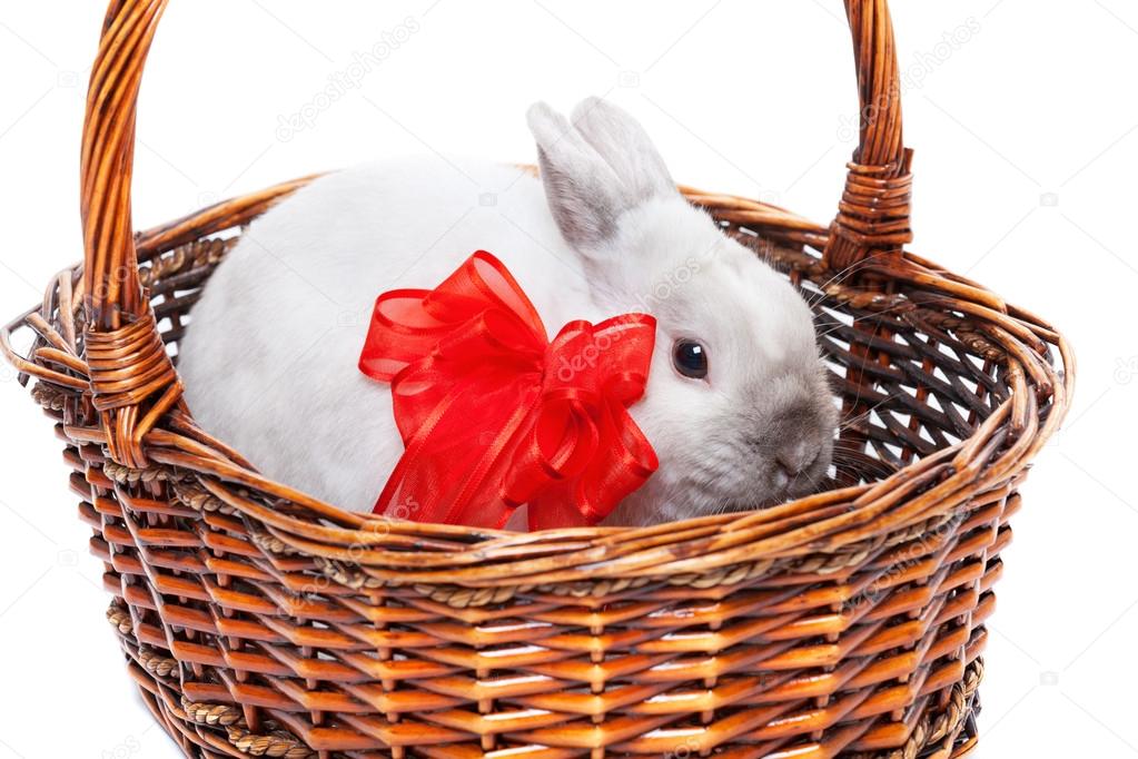 White rabbit with ribbon Stock Photo by ©ivanmateev 62348421