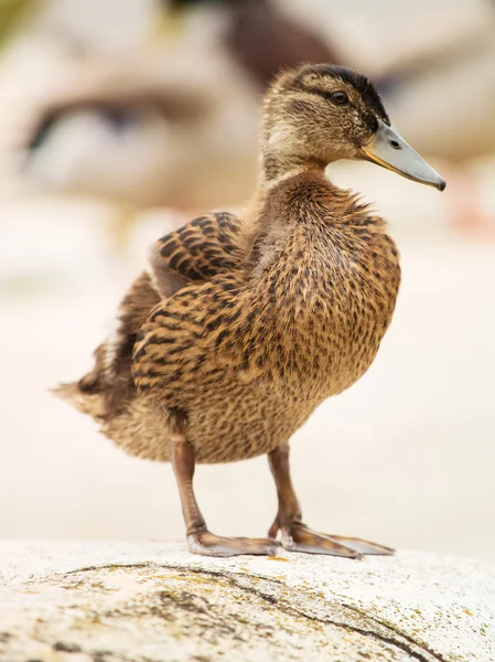 Duck close up — Stock Photo © ivanmateev #63769979