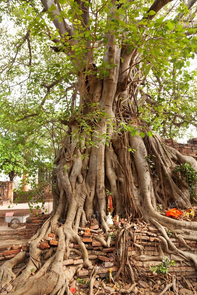 Head of Buddha under a fig tree, Ayutthaya — Stock Photo © ivanmateev ...