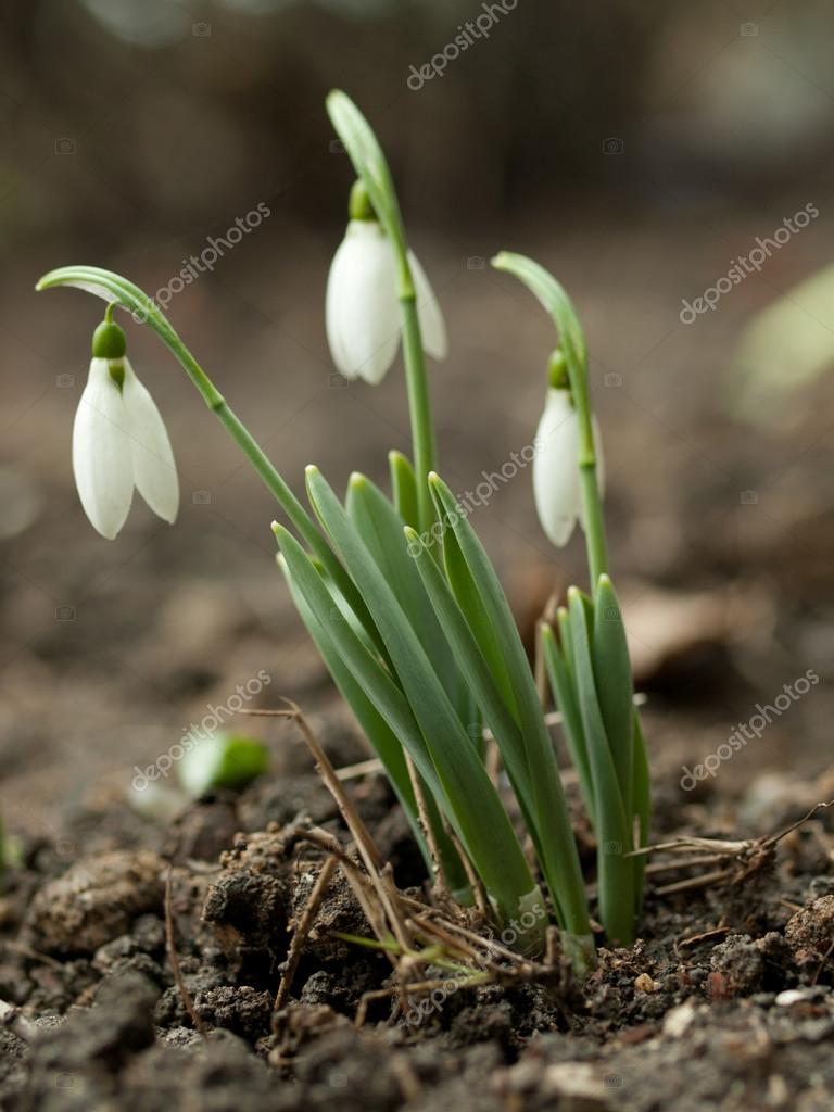 Cluster of snowdrops close up Stock Photo by ©ivanmateev 82331530