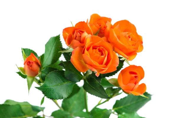 Orange roses Stock Photos, Royalty Free Orange roses Images | Depositphotos