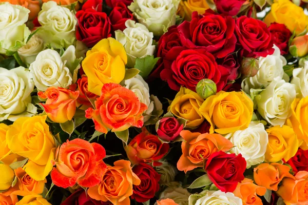 Colorful roses background — Stock Photo © Photocreo #10668818