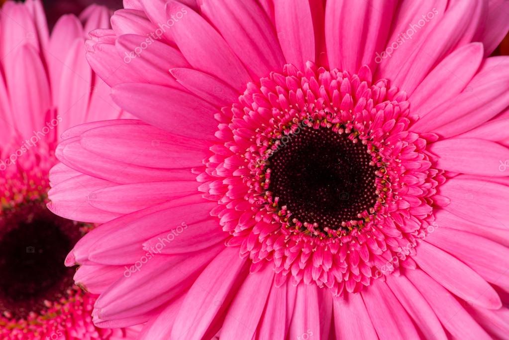 Field Of Pink Daisies