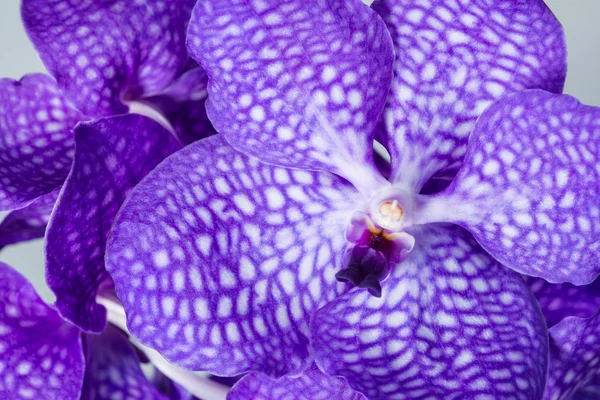 gros plan Vanda orchidée Wanda - Reine des fleurs d'orchidées, violet ...