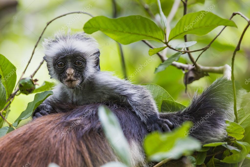 Endangered Zanzibar red colobus monkey (Procolobus kirkii), Joza Stock ... Endangered Zanzibar red colobus monkey (Procolobus kirkii), Joza Stock ...