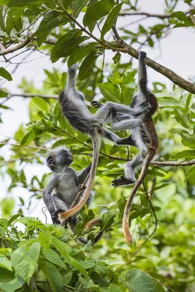 Imágenes de Mono cola roja, fotos de Mono cola roja sin royalties ...