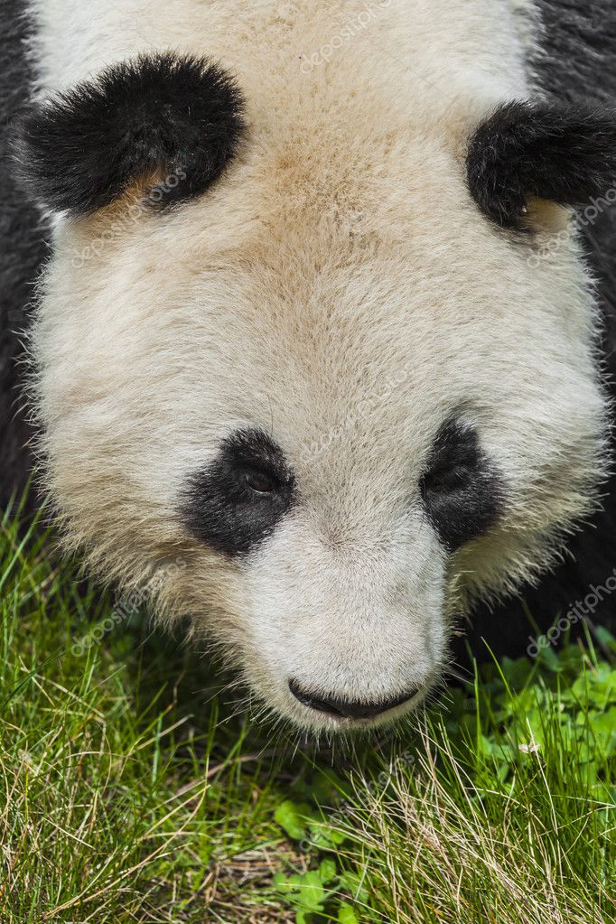 Hungry giant panda bear eating bamboo — Stock Photo © Curioso_Travel ...