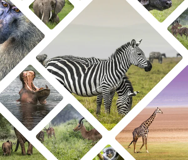 Collage of Animals from Tanzania - travel background (my photos ...