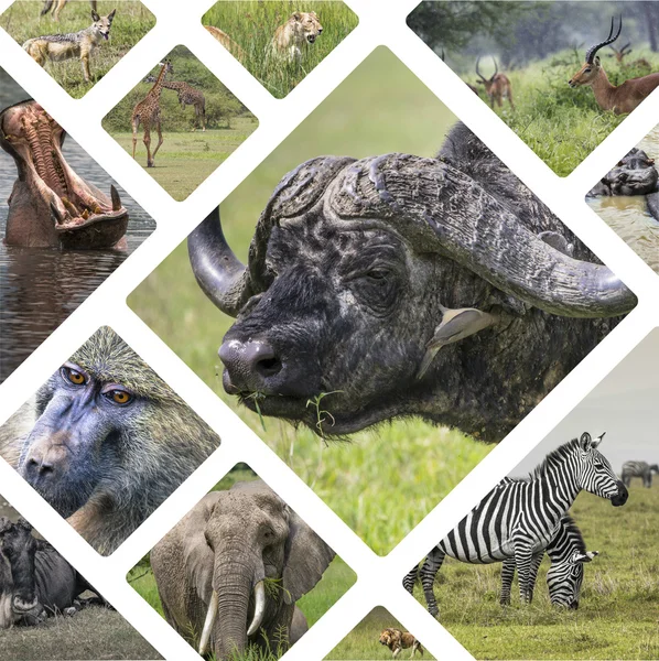Collage animals Images - Search Images on Everypixel