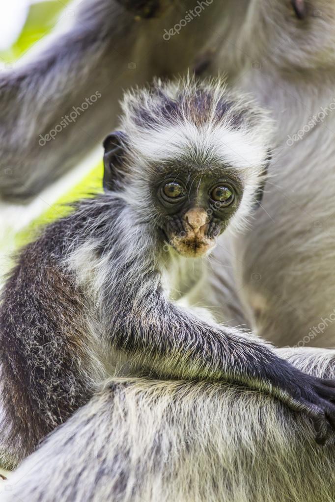 Mono colobo rojo en peligro de extinción (Procolobus kirkii), Joza 2022