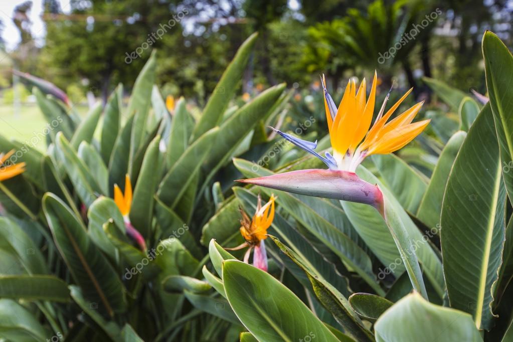 Strelitzia Reginae, a bird of paradise — Stock Photo © Curioso_Travel ...
