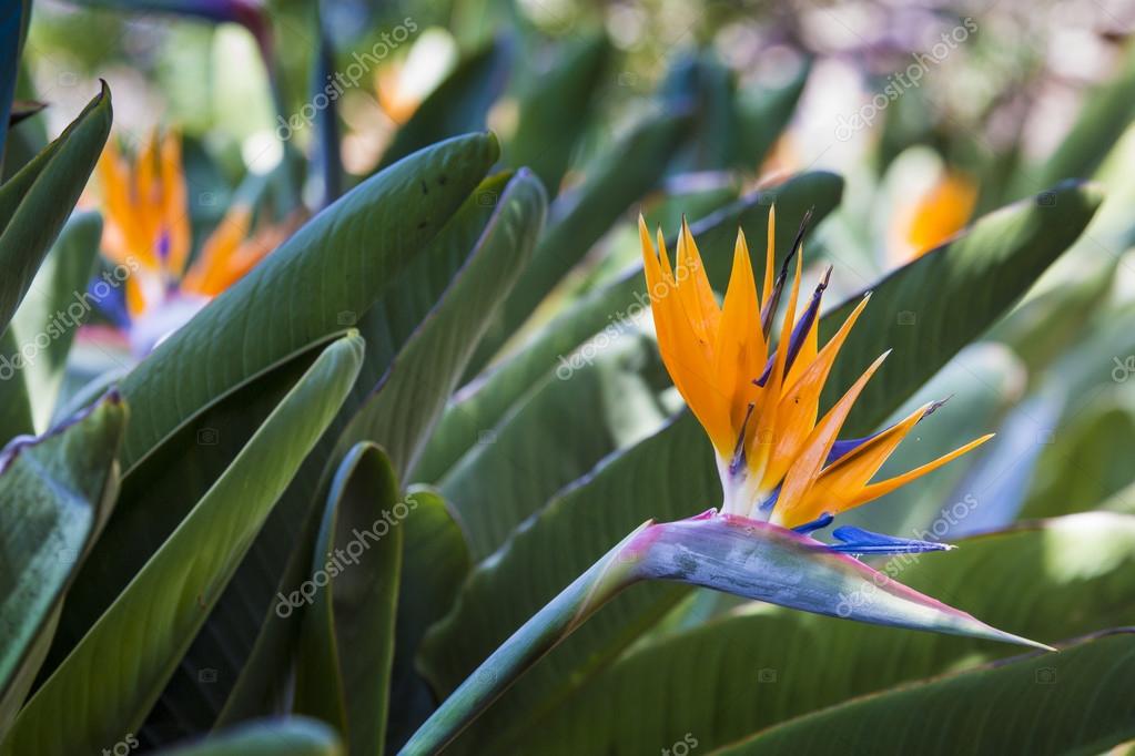 Strelitzia Reginae, a bird of paradise Stock Photo by ©Curioso_Travel ...
